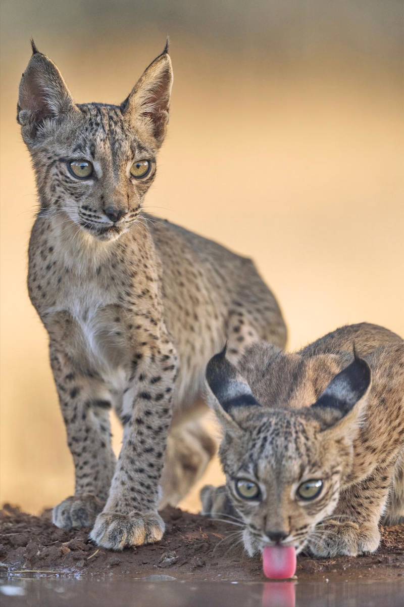 El lince ibérico alcanza su máximo histórico y se aleja de la extinción