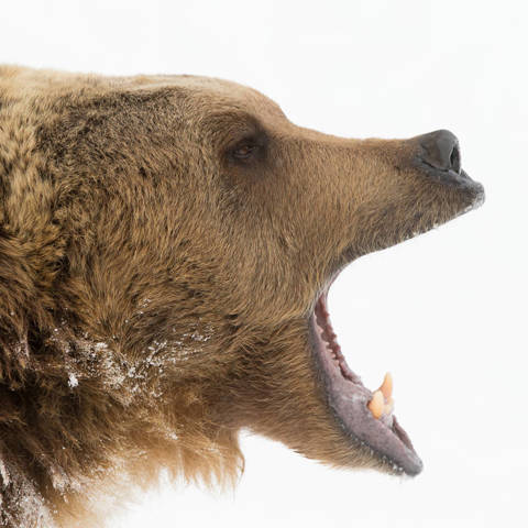 Osos - Qué tipos de osos hay, cuál es el más grande y peligroso y dónde ...
