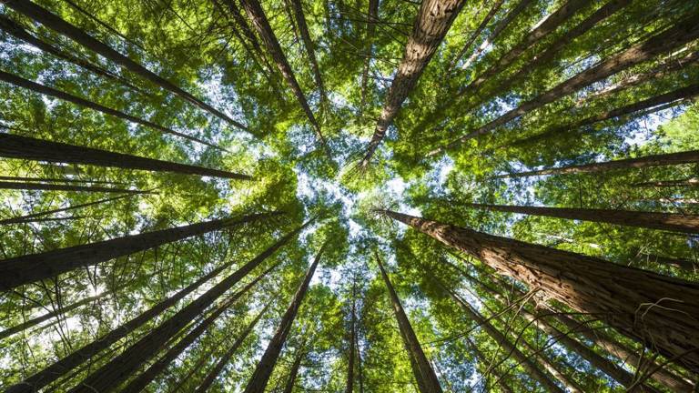 Reportajes y fotografías de Bosques en National Geographic