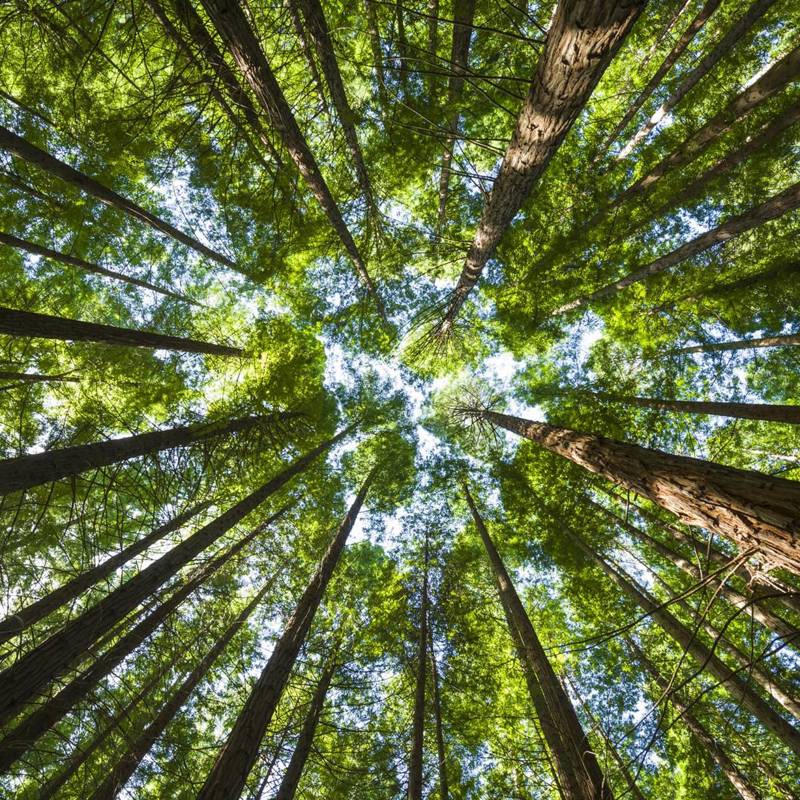 Reportajes y fotografías de Bosques en National Geographic