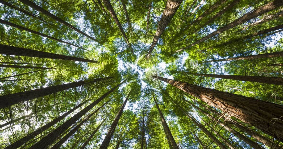 Estos son los 4 tipos de bosques que existen en el planeta