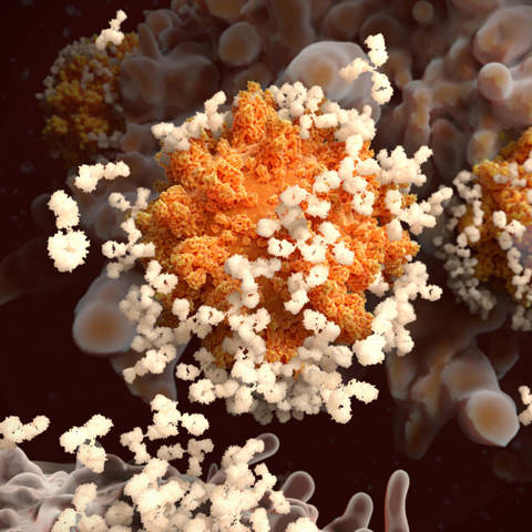 Reportajes y fotografías de Virus en National Geographic