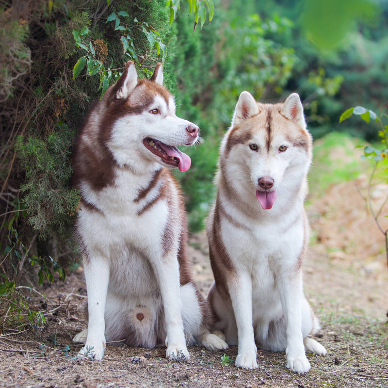 Son Los Perros Menos Inteligentes Que Los Lobos