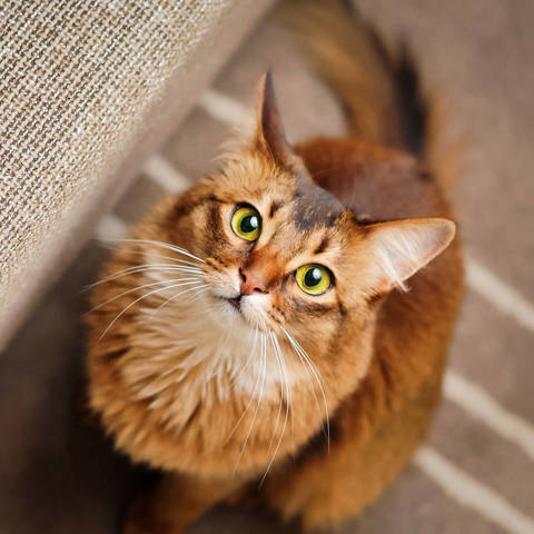 Felinos: fotos impresionantes y cuántas especies hay