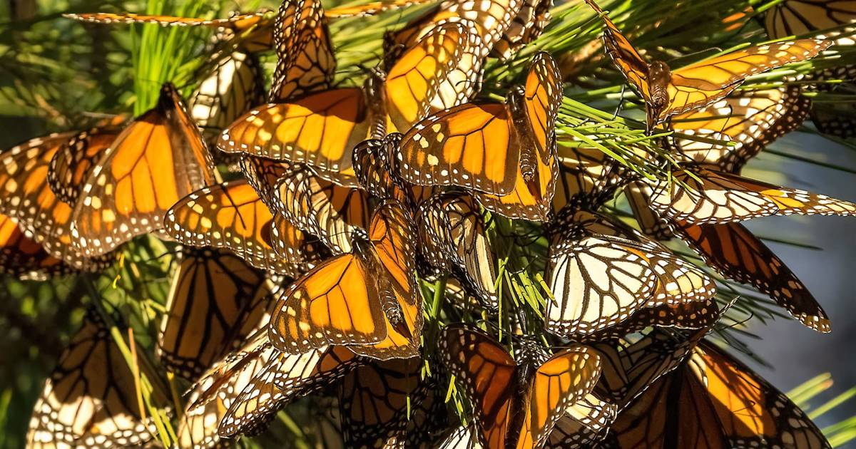 La fascinante migración de las mariposas