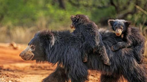 Taxidermia, el arte de disecar animales. ¿Arte o barbarie?