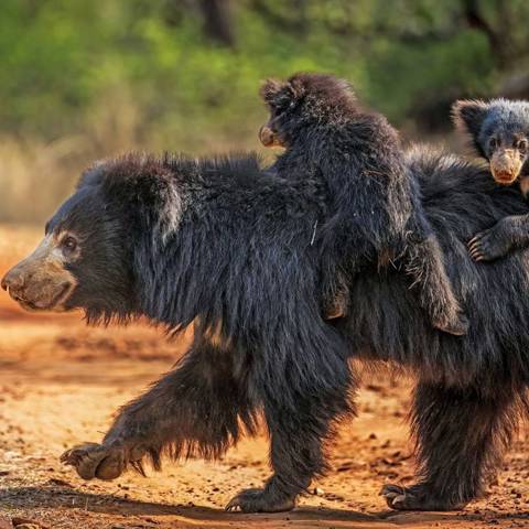 Osos - Qué tipos de osos hay, cuál es el más grande y peligroso y dónde ...