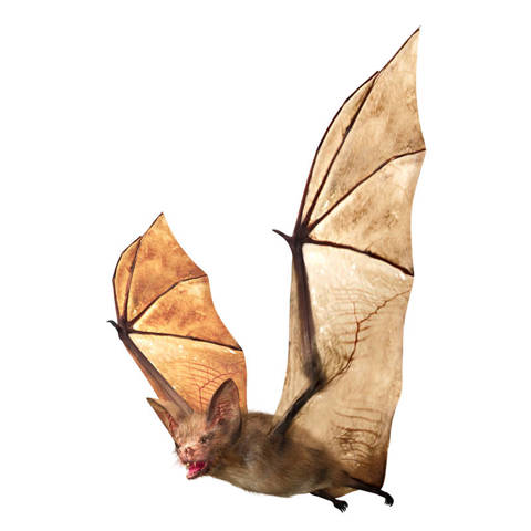 Murciélagos: fotos, qué comen y dónde viven los murciélagos