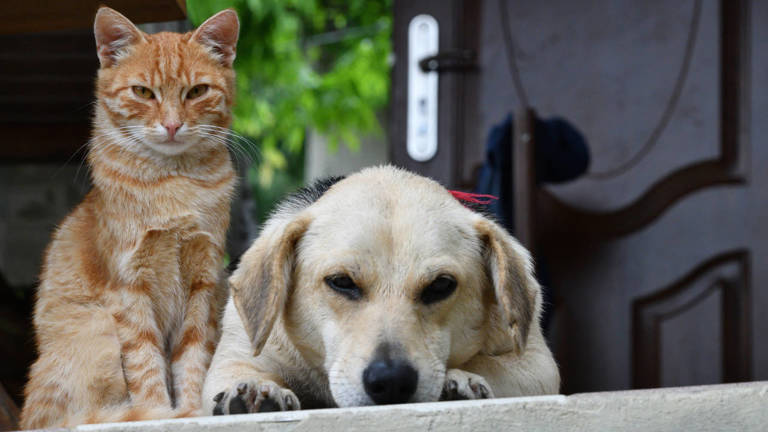 Felinos: fotos impresionantes y cuántas especies hay