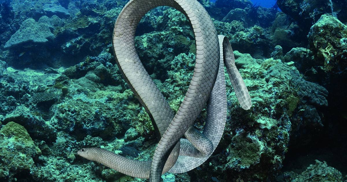Serpientes Marinas Reales Top 10 Of The World's Most Dangerous