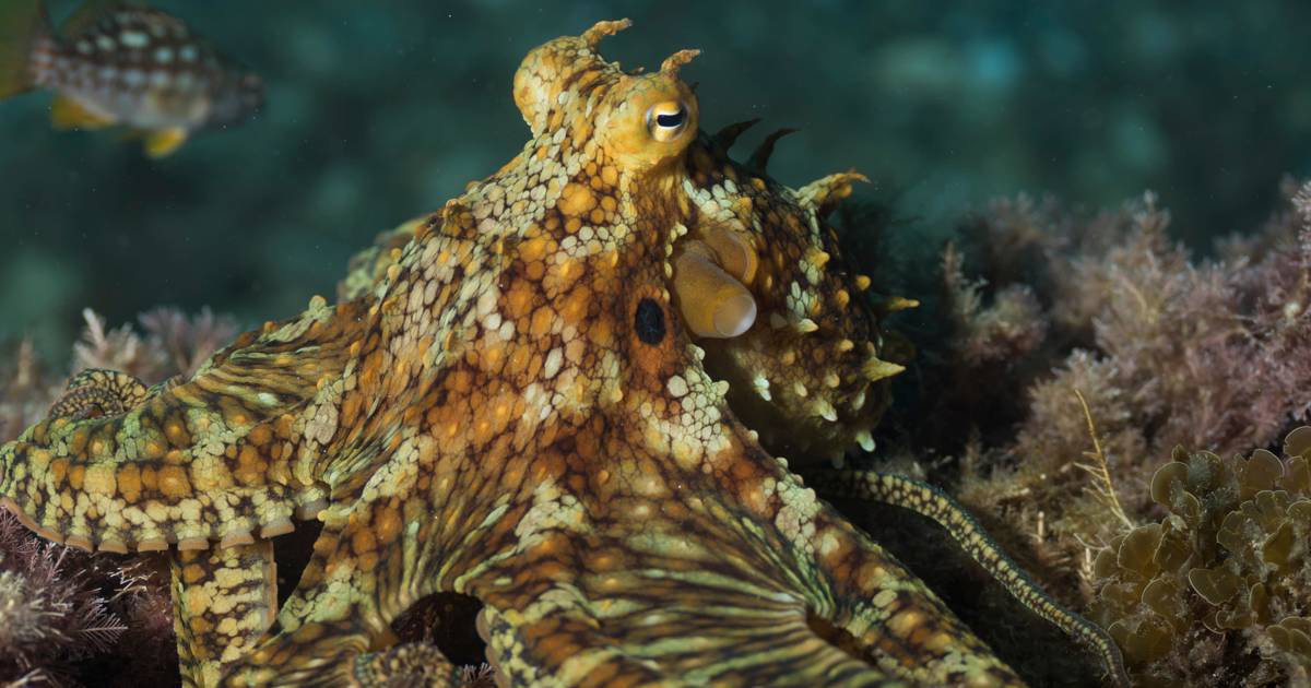 Los pulpos y su inesperado mecanismo de supervivencia
