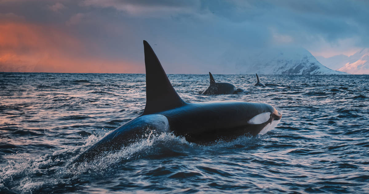 Las orcas son muy inteligentes: se comunican y cooperan entre ellas ...