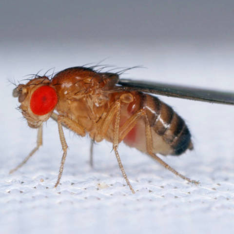 Insectos - Tipos, características y cuáles son los más raros