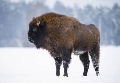 5 animales salvados de la extinción por los seres humanos