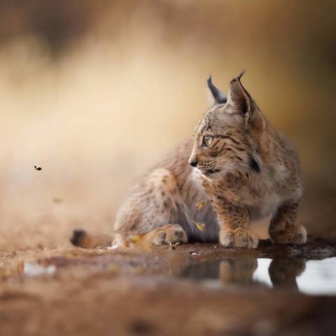Lince: fotos, características y por qué están en peligro