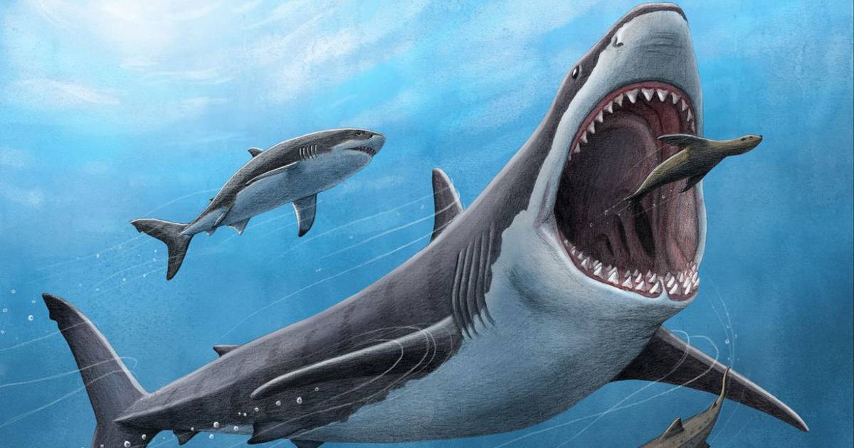 Megalodón: la razón por la que pudo extinguirse este enorme tiburón ...