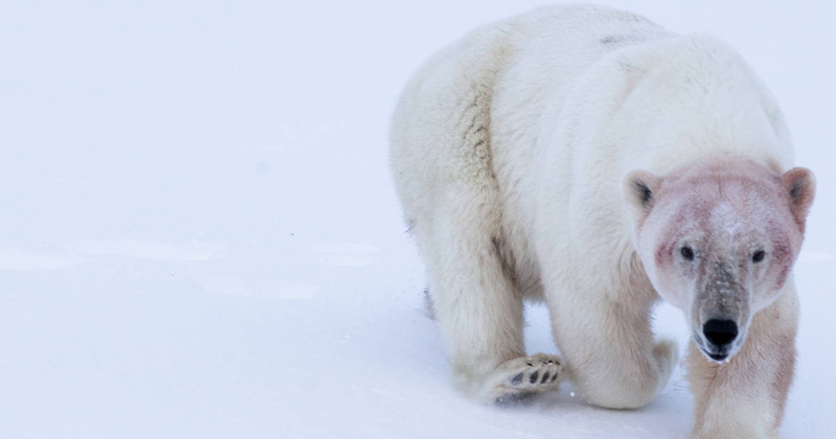 Las fotografías del ataque del oso polar que marcó a un explorador español