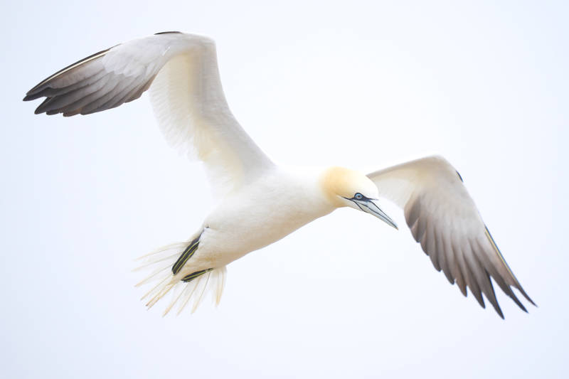 Cómo hacer fotografía en clave alta paso a paso