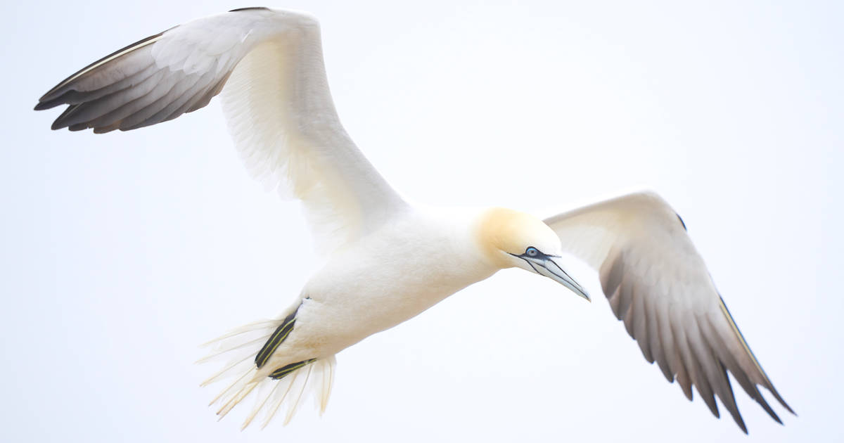 Cómo hacer fotografía en clave alta paso a paso