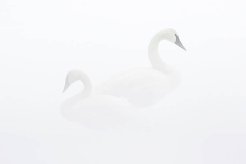 Cómo hacer fotografía en clave alta paso a paso