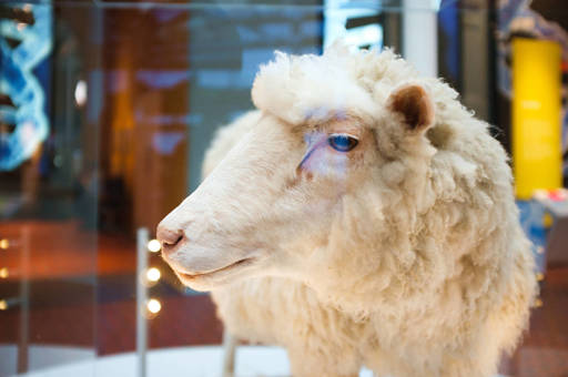 La oveja Dolly, el primer mamífero nacido por clonación