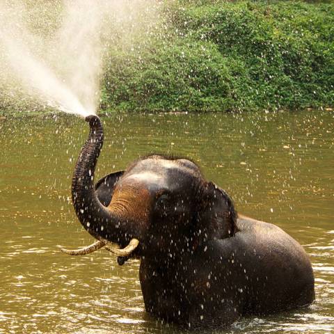 Reportajes y fotografías de Animales en peligro de extinción en ...