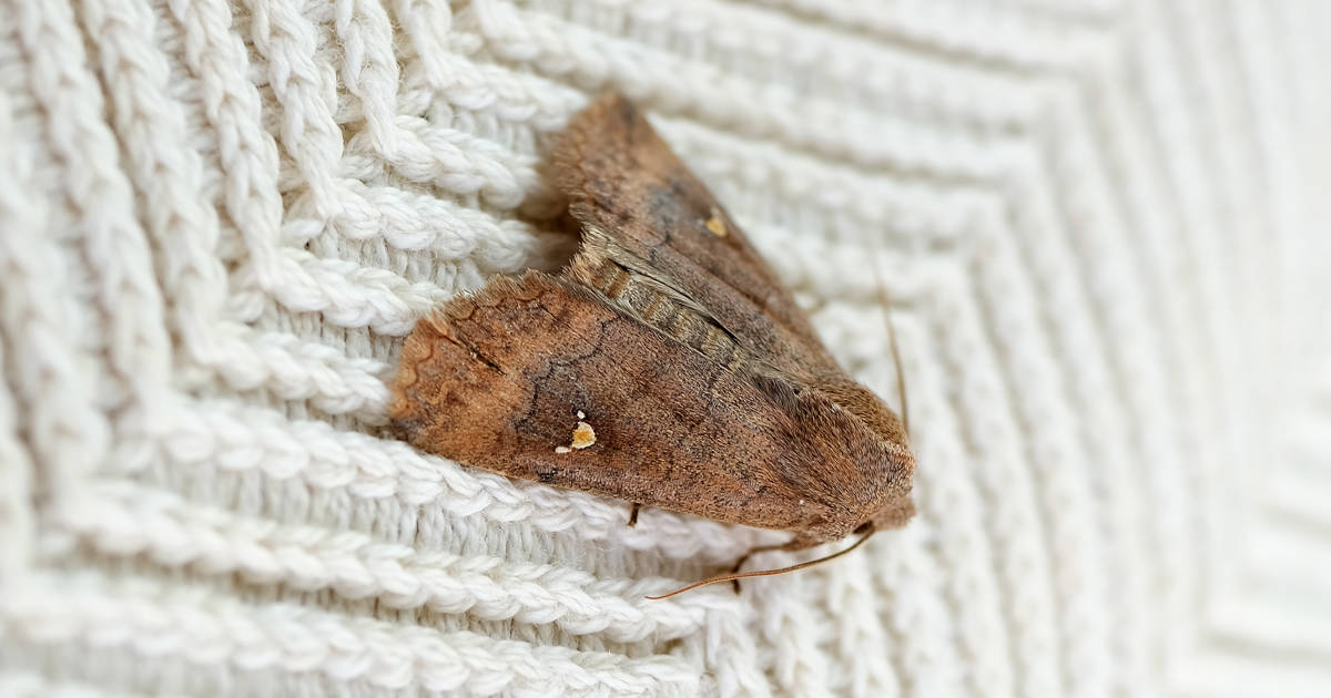 Polillas en la ropa: ¿por qué se comen tus prendas?