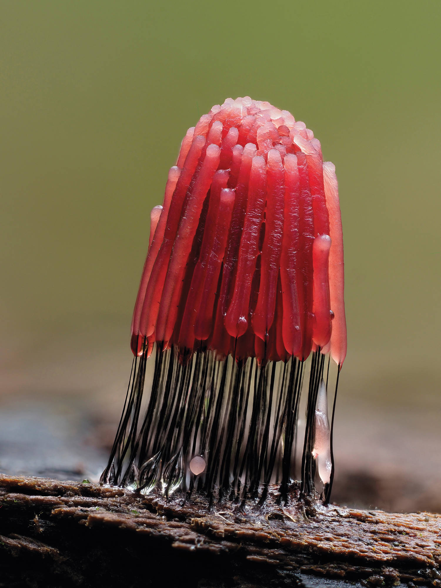 Hongos alucinantes en primer plano