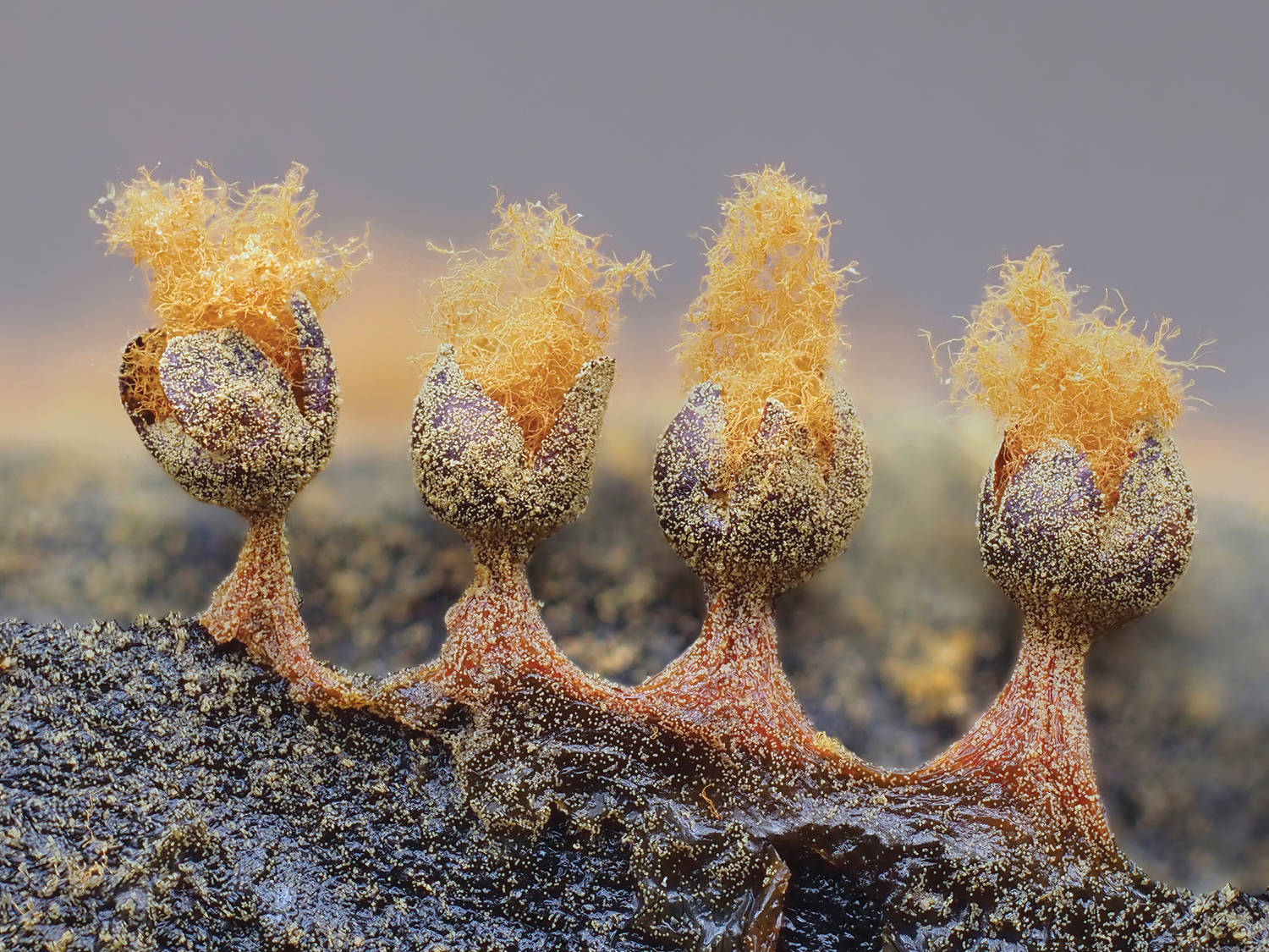 Hongos alucinantes en primer plano