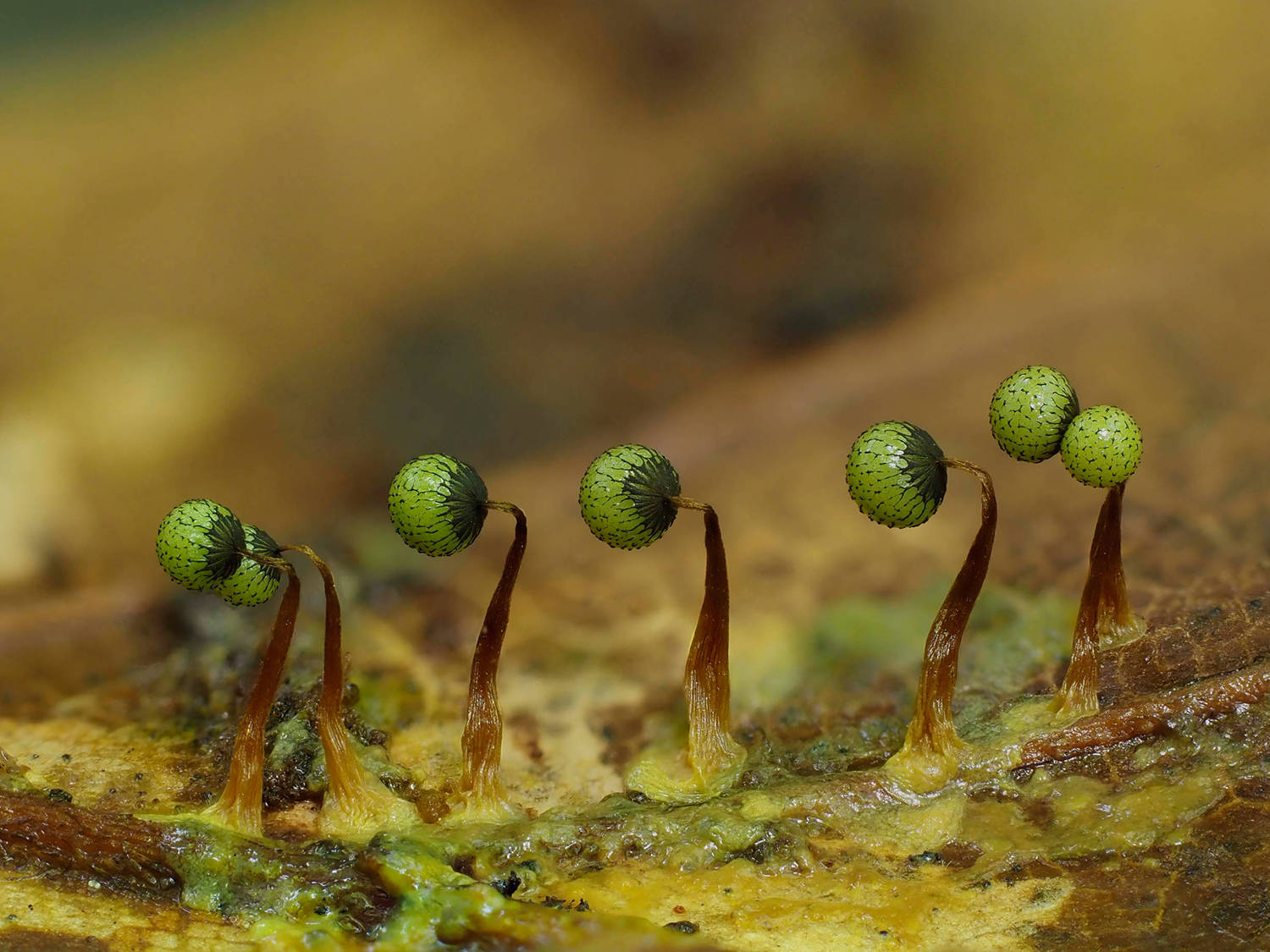 Hongos alucinantes en primer plano