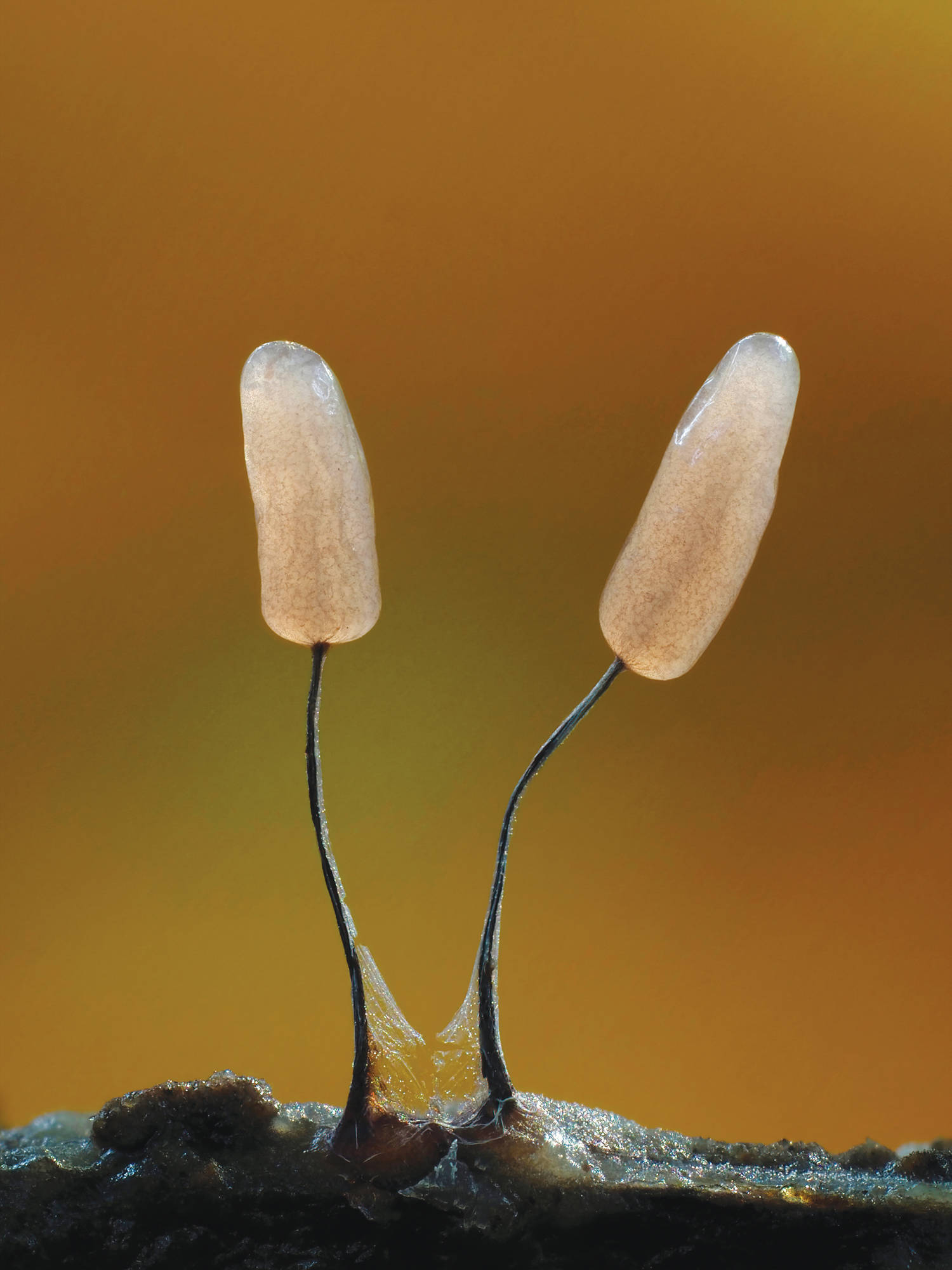 Hongos alucinantes en primer plano