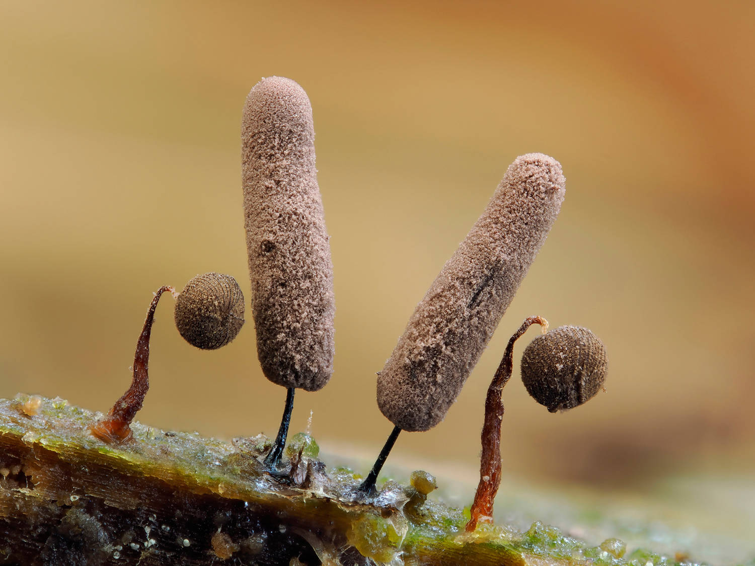 Hongos alucinantes en primer plano