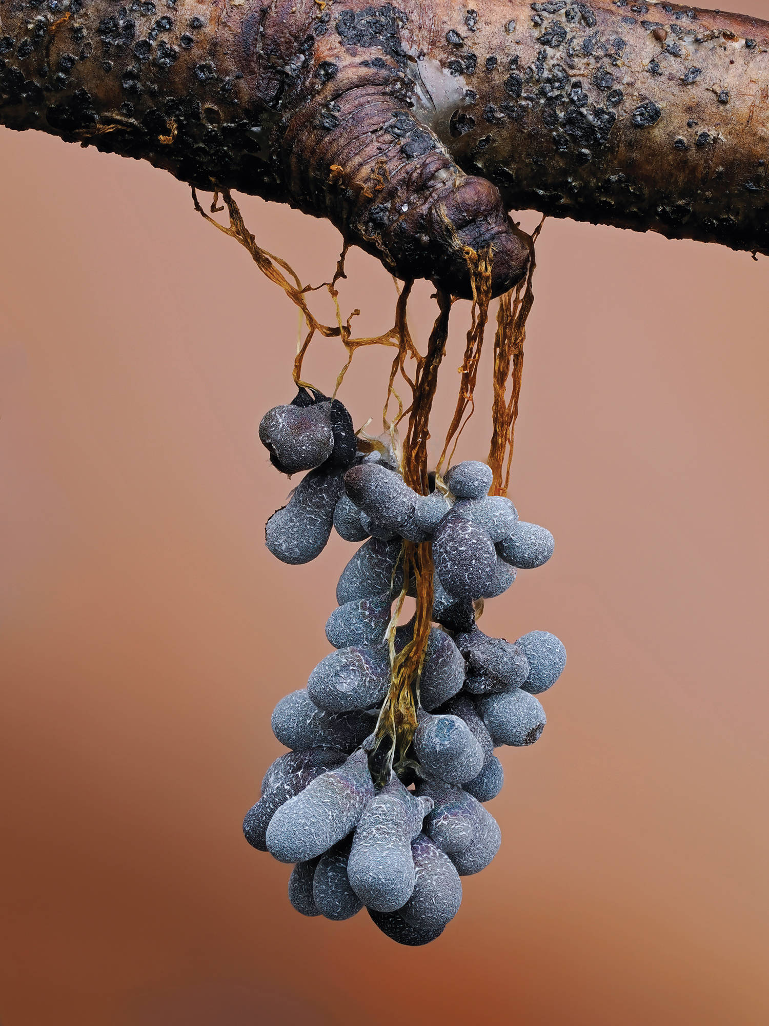 Hongos alucinantes en primer plano