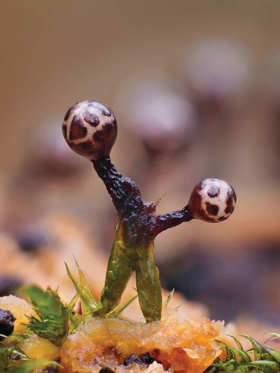 Hongos alucinantes en primer plano