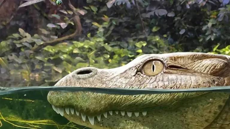 Cocodrilos - fotos, características y diferencias con los caimanes