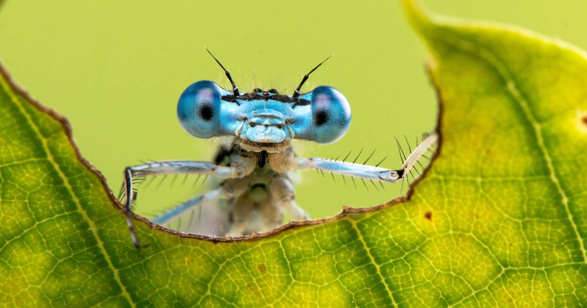 Así está afectando la contaminación a los insectos del mundo