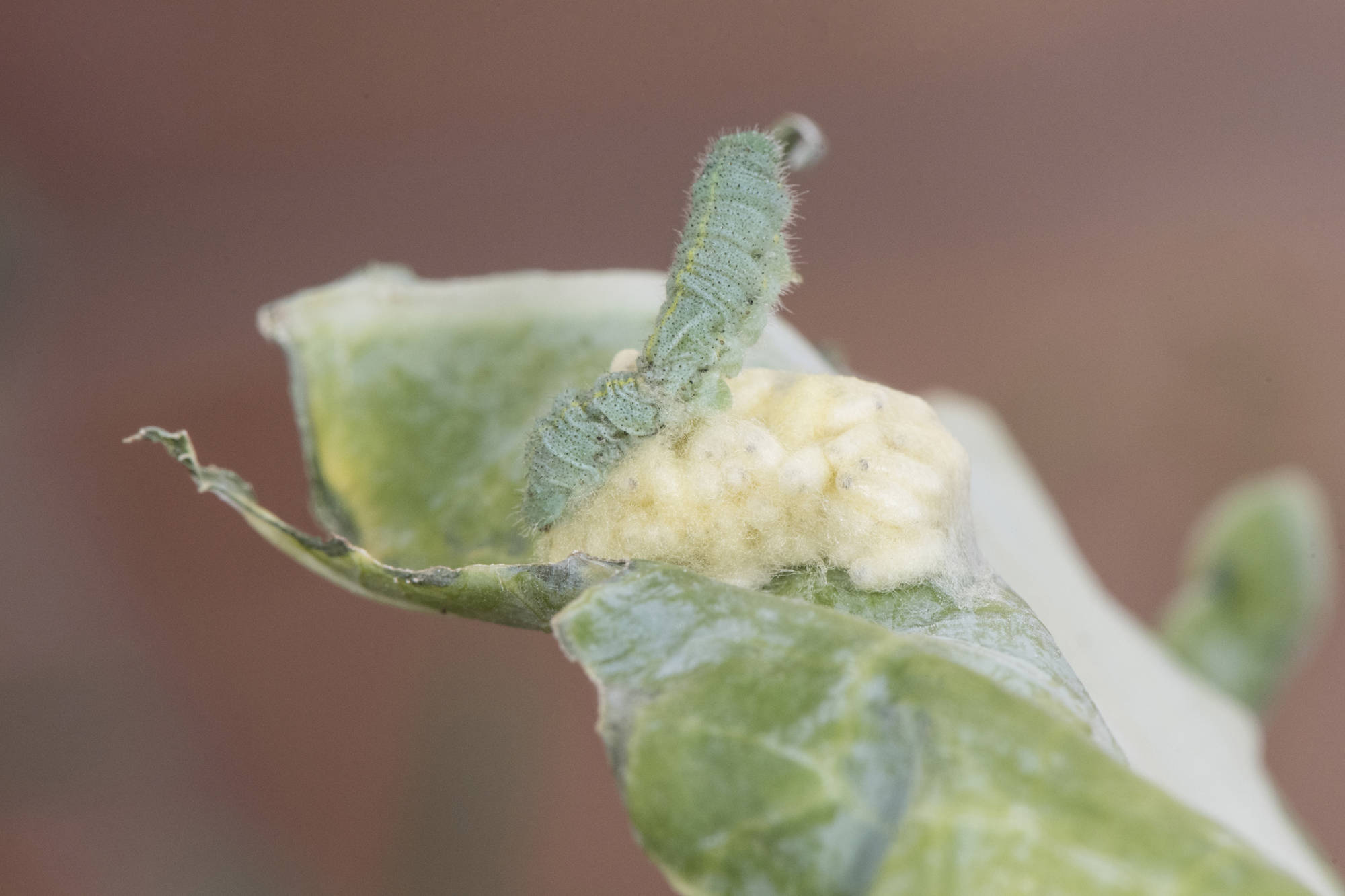 Parásitos, unos invitados indeseados