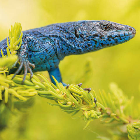 Reptil - Fotos, tipos y ejemplos de reptiles