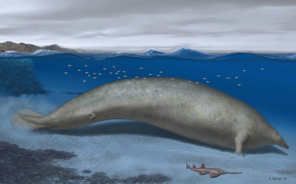 Descubren nueva especie de ballena gigante: ¿El animal más grande de todos los tiempos?