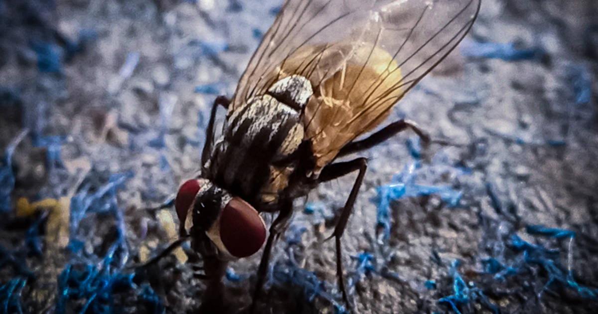 La mosca negra acecha a España y podría morderte