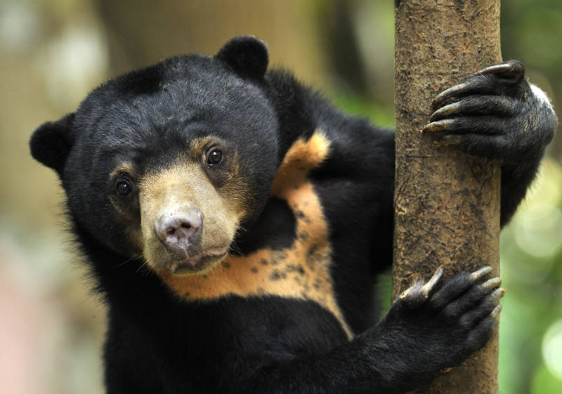 El oso malayo, el peculiar oso que puede caminar sobre dos patas y saludar