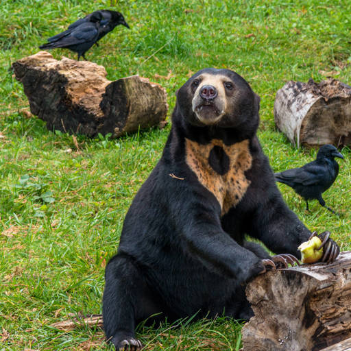 El oso malayo, el peculiar oso que puede caminar sobre dos patas y saludar