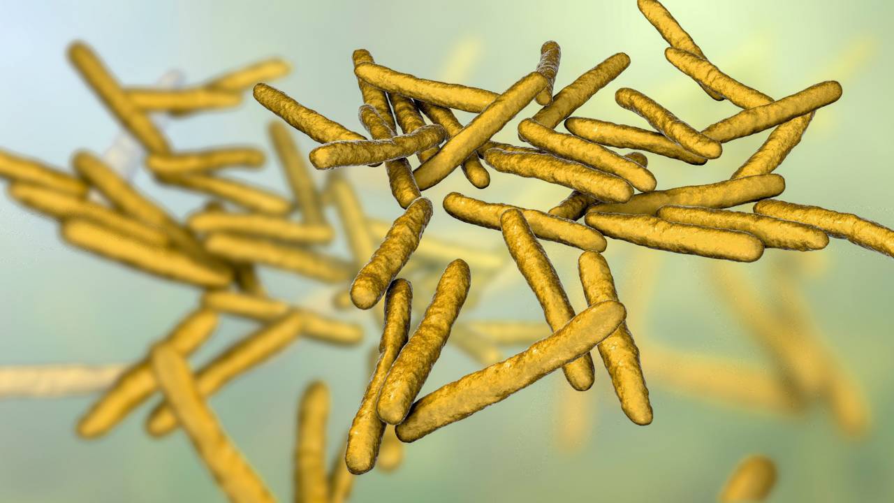 La lepra pone en alerta a EEUU y México: ¿cómo se contagia?