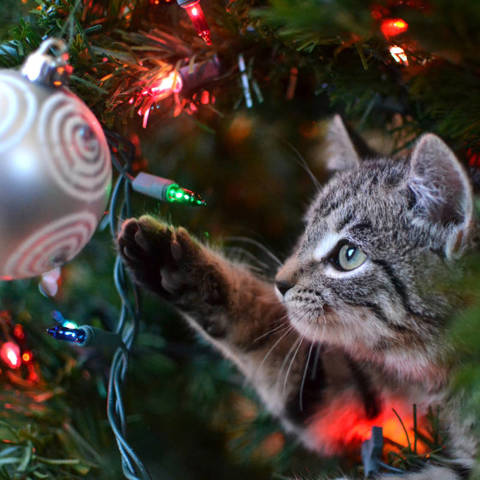 Felinos: fotos impresionantes y cuántas especies hay