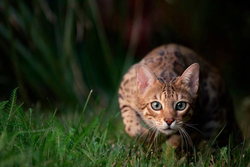 Tenemos un problema con los gatos del que nadie quiere hablar
