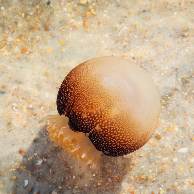 Animales Medusa Medusas Submarinas