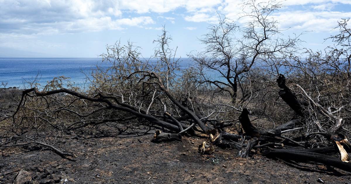 Incendios en Hawái: el peor desastre natural del último siglo en ...