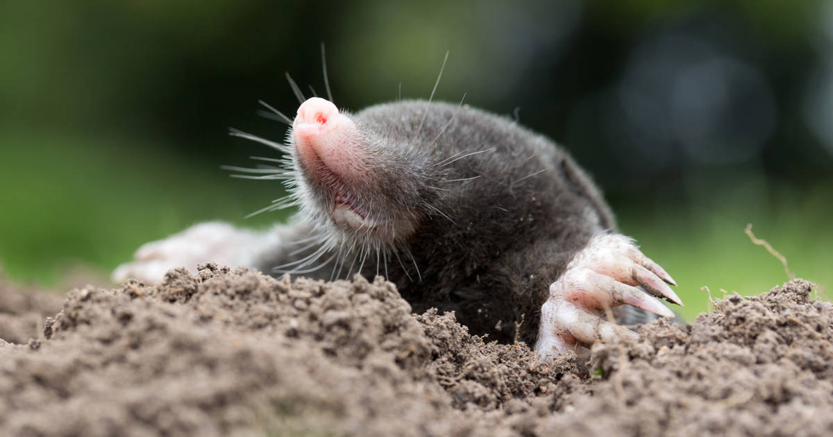 Descubiertas dos nuevas especies de topo en Turquía