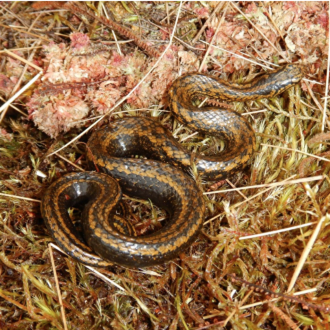 Taxidermia, el arte de disecar animales. ¿Arte o barbarie?