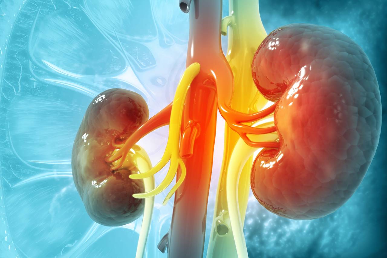 Trasplantan con éxito un riñón de cerdo a un humano